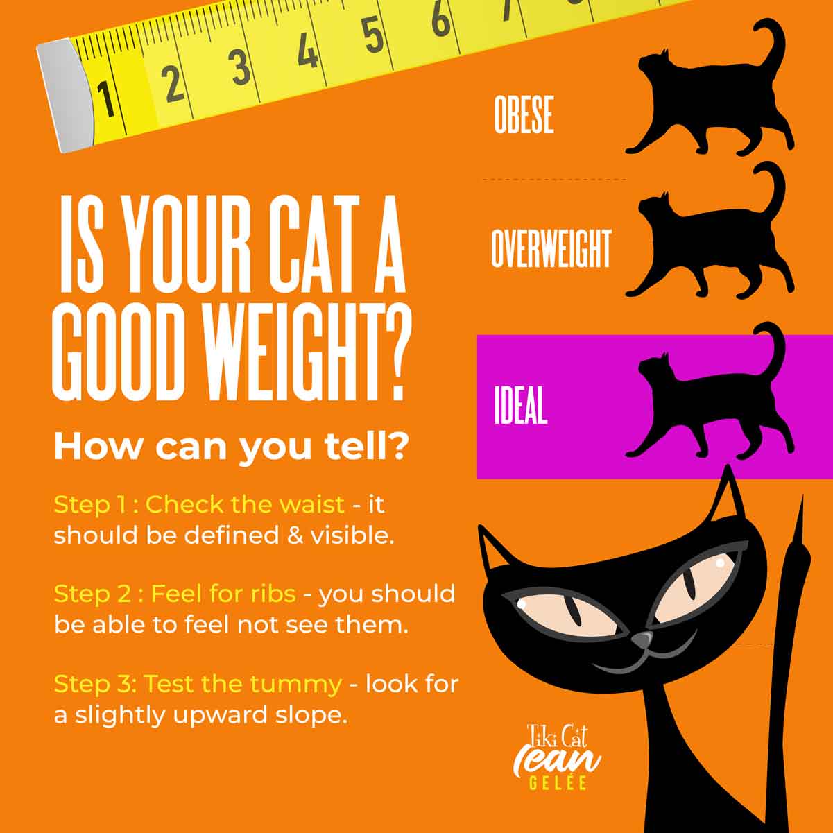 Helping Your Cat Thrive: A Guide to Body Condition - Tiki Pets